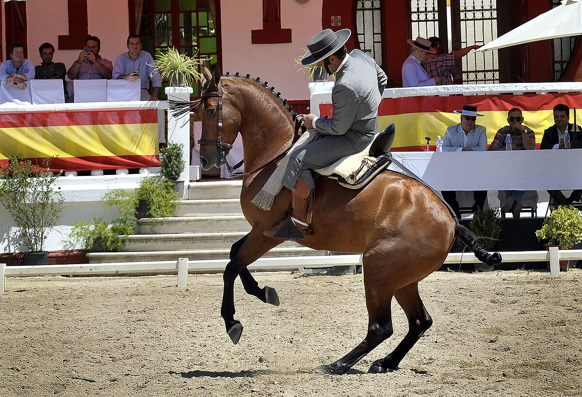 Pruebas de Selección Caballos Jóvenes Doma Vaquera (UEGHá) y Entrega de ...